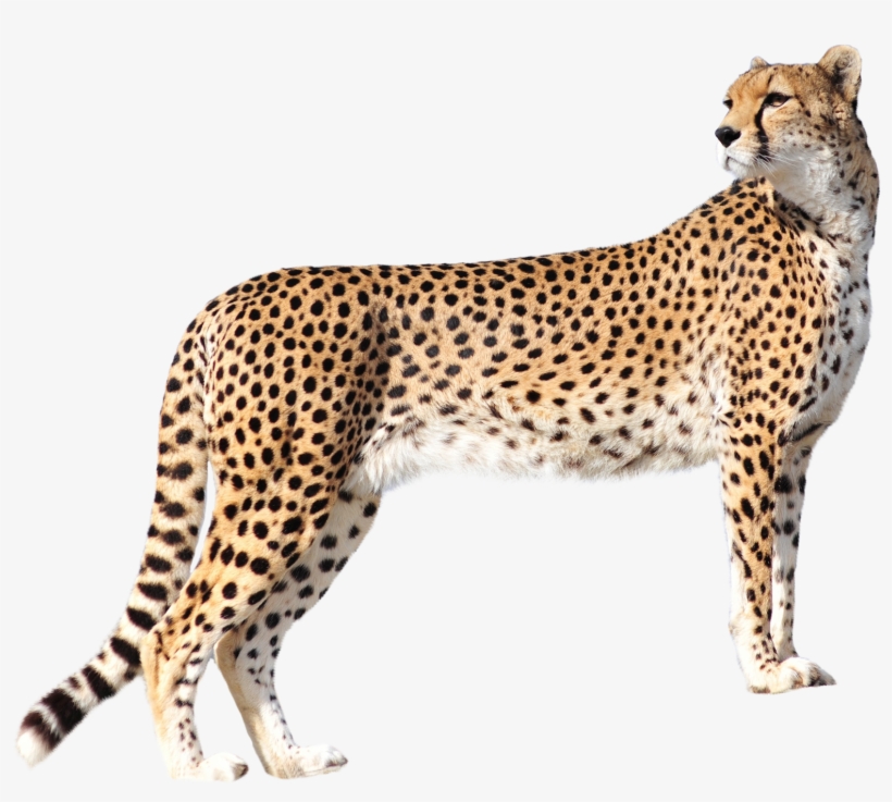 Cheetah Png Transparent PNG - 1650x1403 - Free Download on NicePNG