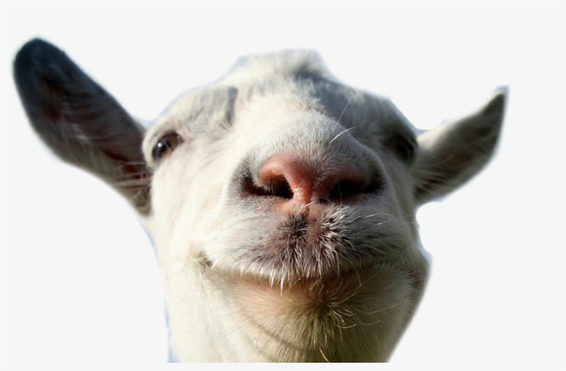 Goat - Goat Simulator Transparent PNG - 2000x2000 - Free Download on ...