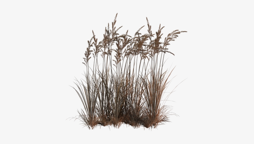 Download Tubes Arbres Et Verdures - Reeds Png - HD Transparent PNG ...