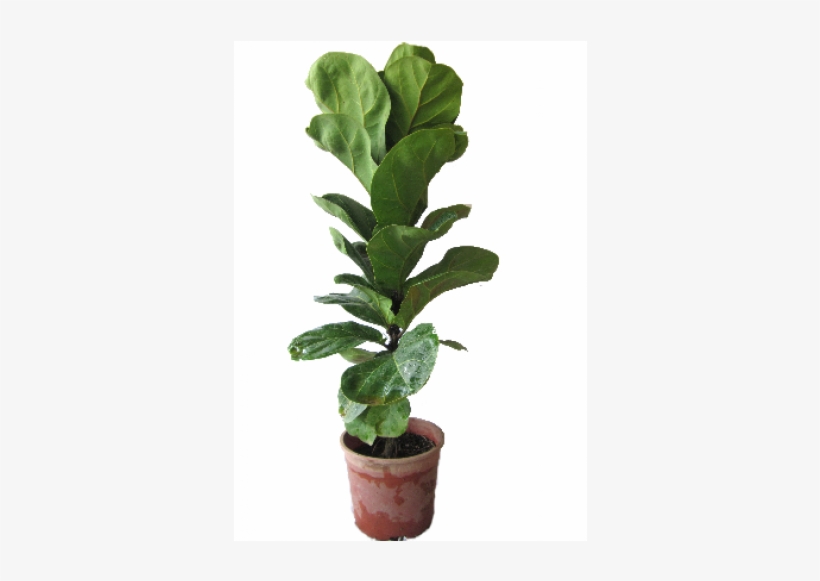 Ficus Lyrata 3'oh - Ficus Lyrata Png Transparent PNG - 500x500 - Free ...