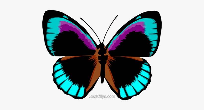 Butterfly Royalty Free Vector Clip Art Illustration - Cool Butterflies ...