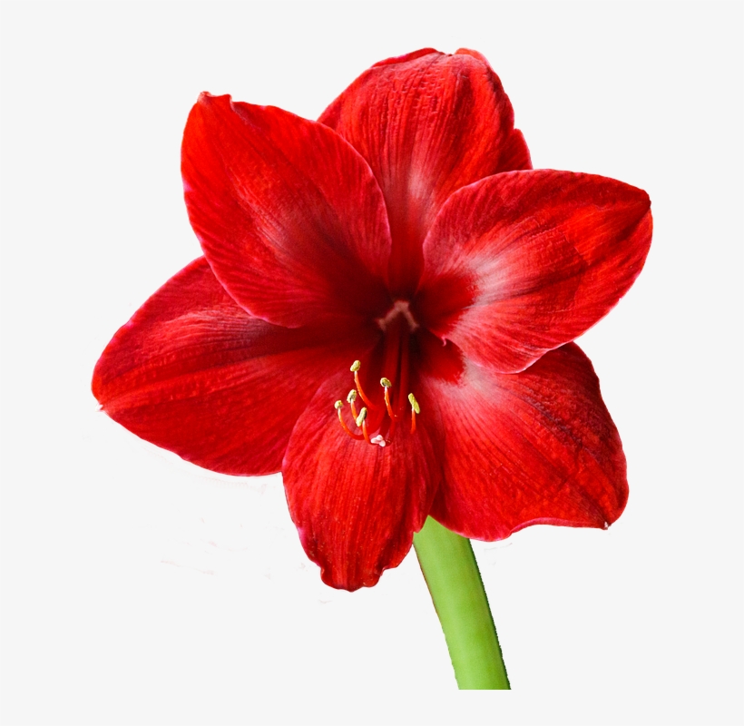 Amaryllis, Red, Blossom, Bloom, Flower, Christmas - Flower Transparent ...