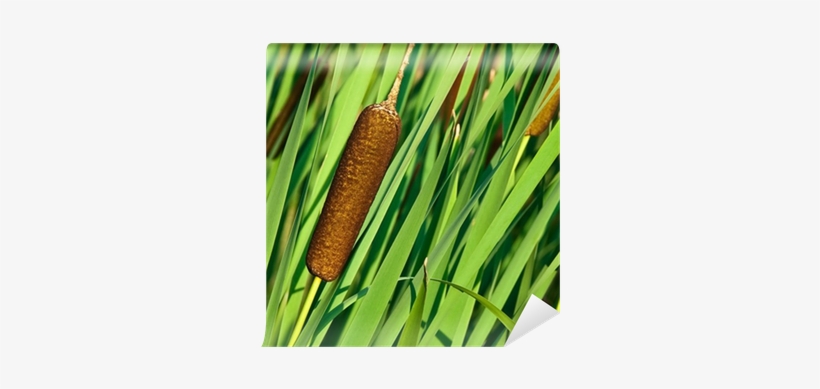 Cattail Transparent PNG - 400x400 - Free Download on NicePNG