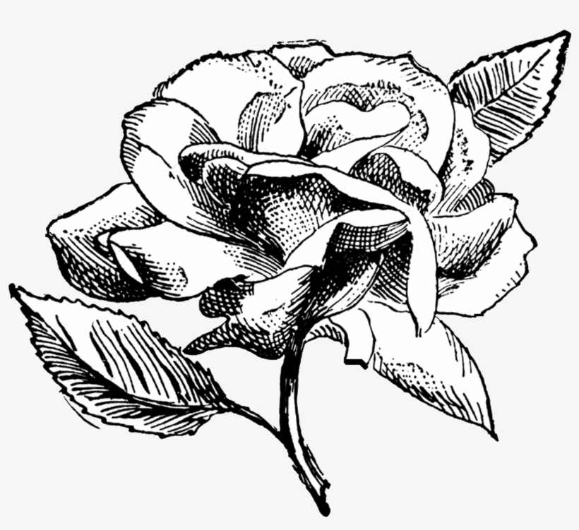 {click To Download/save Png Image} The Above Image - Rose Drawing ...
