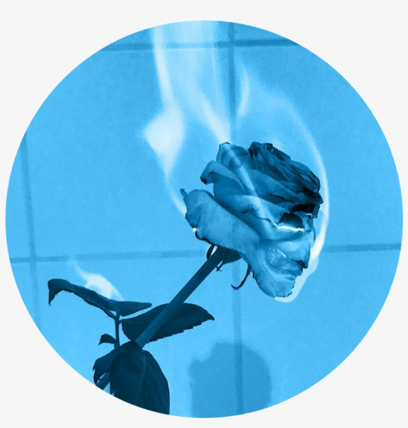 Pink Rose On Fire Transparent PNG - 1024x1024 - Free Download on NicePNG