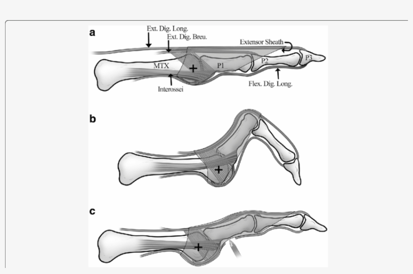 A Schematic Representation Of The Mechanism Of Tip - Schematic ...