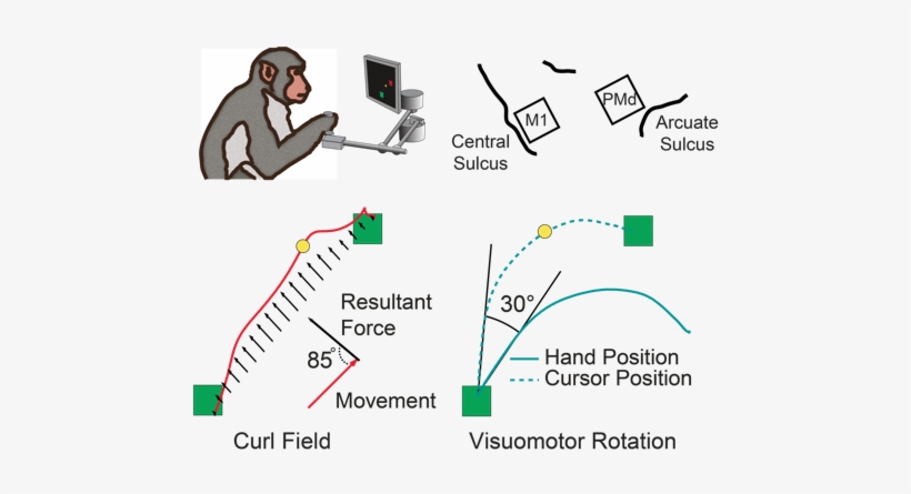 The Monkeys Adapt To Two Kinds Movement Perturbations - Visuomotor ...