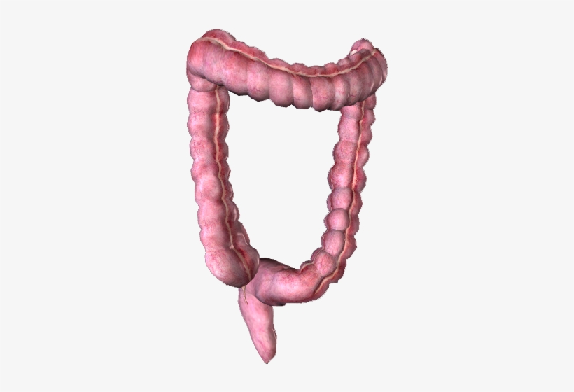 Colon - Gastrointestinal Tract Transparent PNG - 539x600 - Free ...