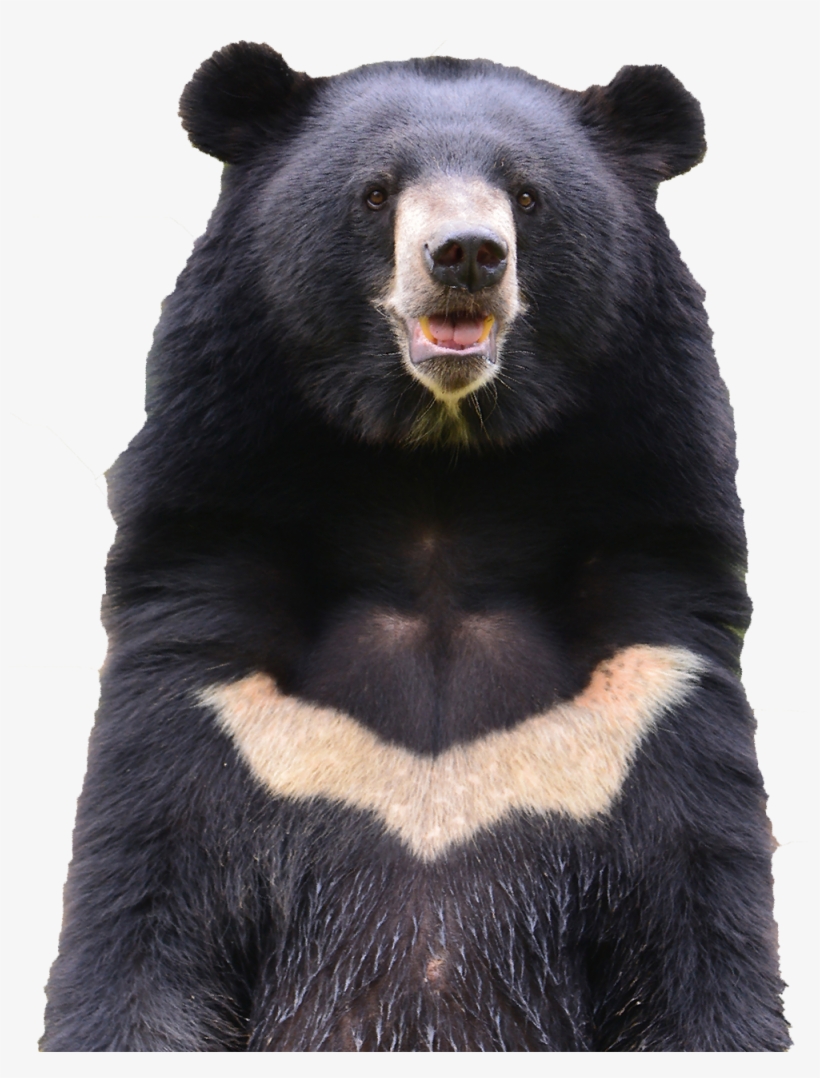 Download Moon Bear Transparent2 - Moon Bear Png - HD Transparent PNG ...