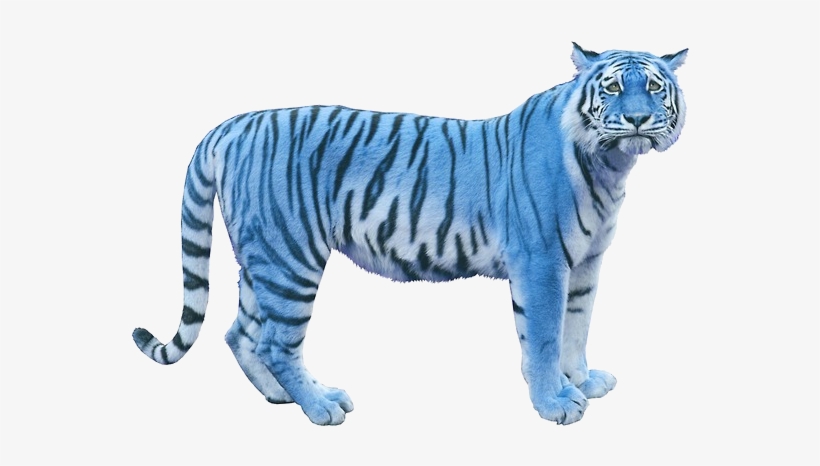 Giant Realistic Flying Tiger Coloring Pages