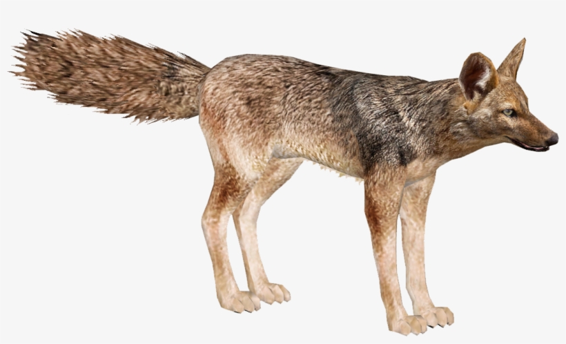 Golden Jackal - Wolf Transparent PNG - 1112x1112 - Free Download on NicePNG