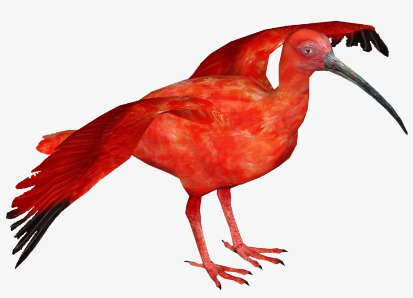 Scarlet Ibis - Scarlet Ibis Png Transparent PNG - 894x894 - Free ...