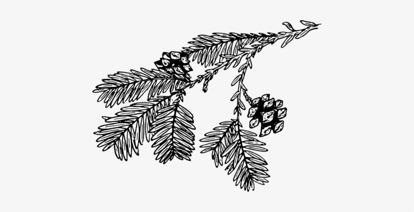 Spruce Tree Coast Redwood Branch Redwoods - Pine Branch Black And White ...