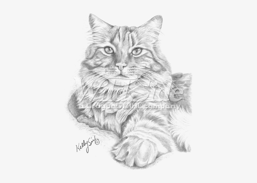 Tabby Cat - Kelly Six - Cat Transparent PNG - 525x525 - Free Download ...
