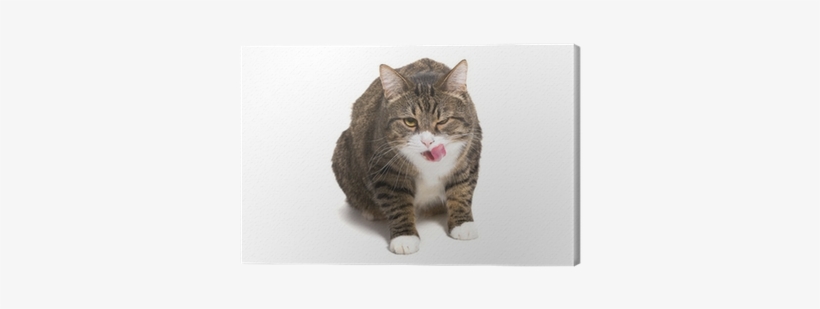 Cat Transparent PNG - 400x400 - Free Download on NicePNG