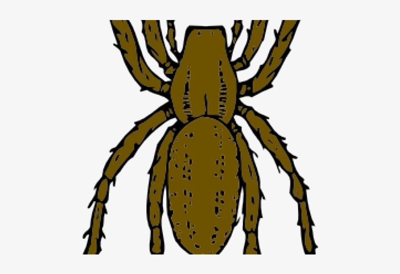 Spider Clipart Large Spider - Brown Recluse Spider Transparent PNG ...
