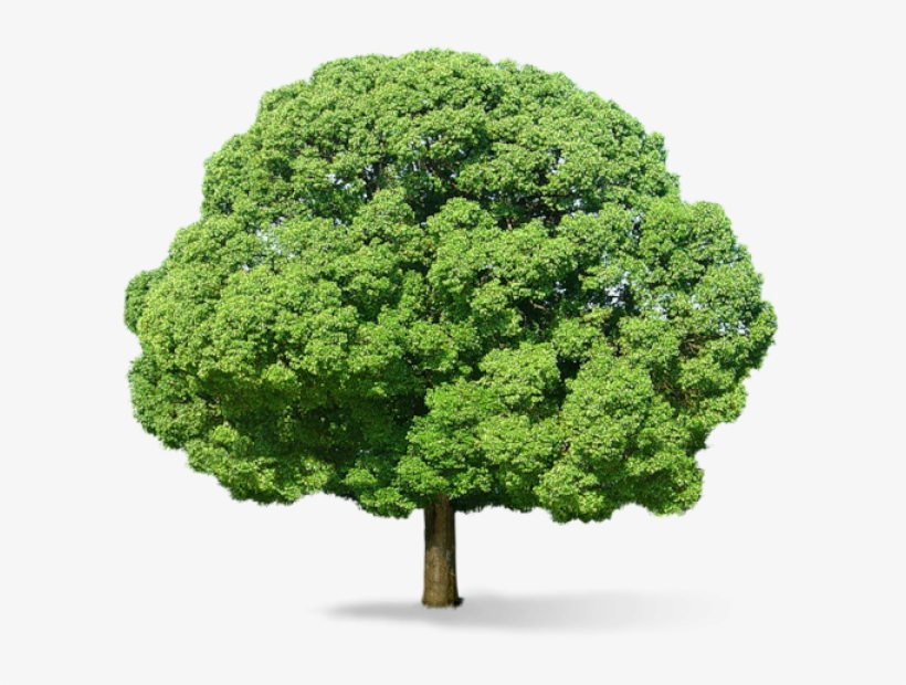 Neem Tree Png - Green Tree Png Transparent PNG - 600x540 - Free ...