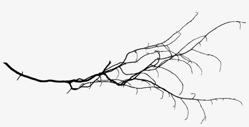 Free Png Tree Branch Png Images Transparent - Tree Branch Png ...