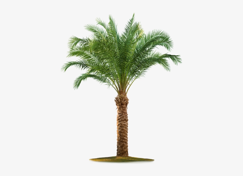 Date Palm Tree Png - Palm Tree White Background Transparent PNG ...