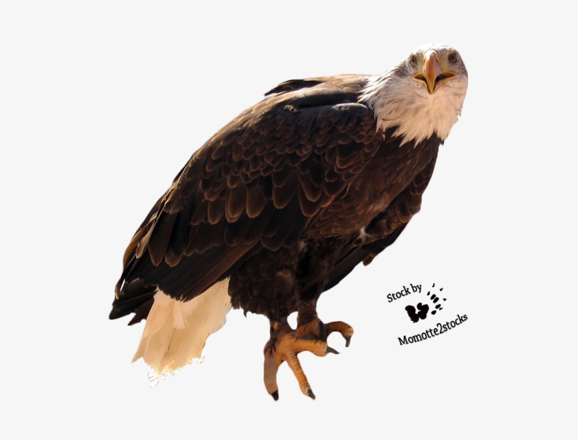 Bald Eagle Png Pic - Bald Eagle Cut Out Transparent PNG - 549x545 ...