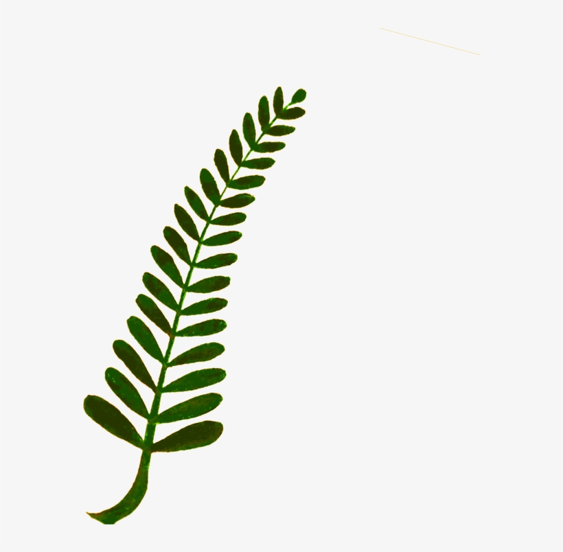 Fern Computer Icons Plant Stem Watercolor Painting - Fern Clip Art ...