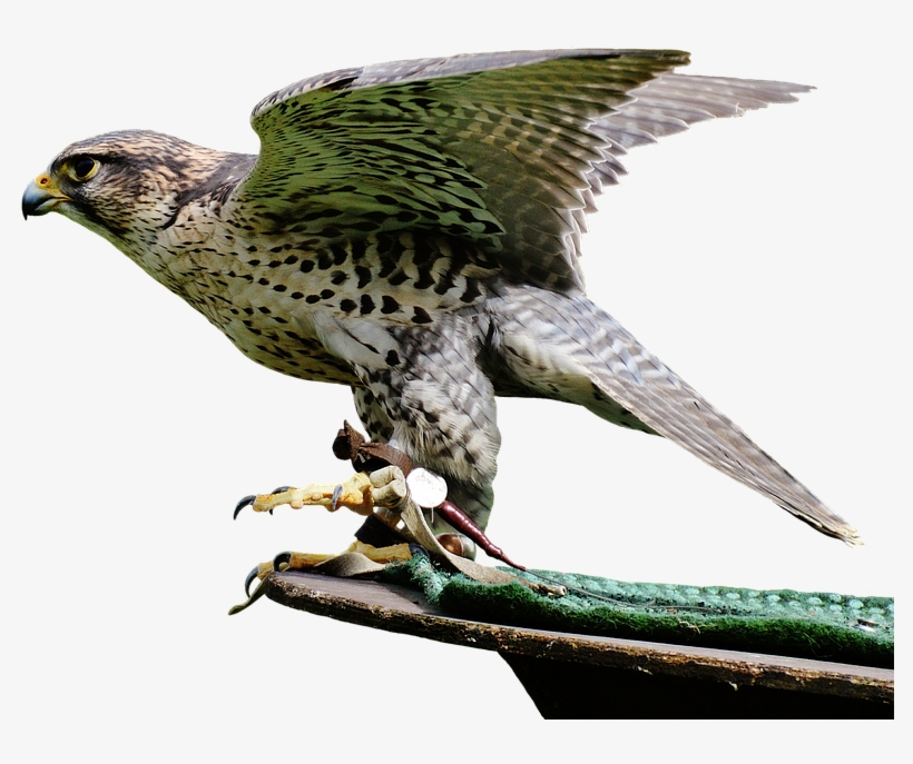 Download Free Falcon Birds Png Transparent Images Transparent - Falcon ...