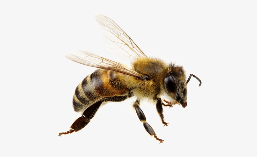 Download Flying Bee Png - Flying Honey Bee Png - HD Transparent PNG ...