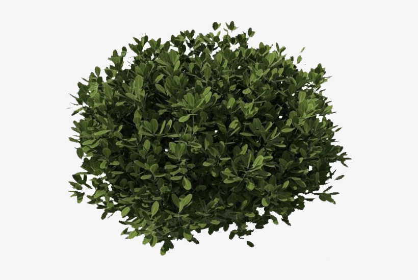 Bush Dark Green - Bushes Png Transparent PNG - 563x486 - Free Download ...