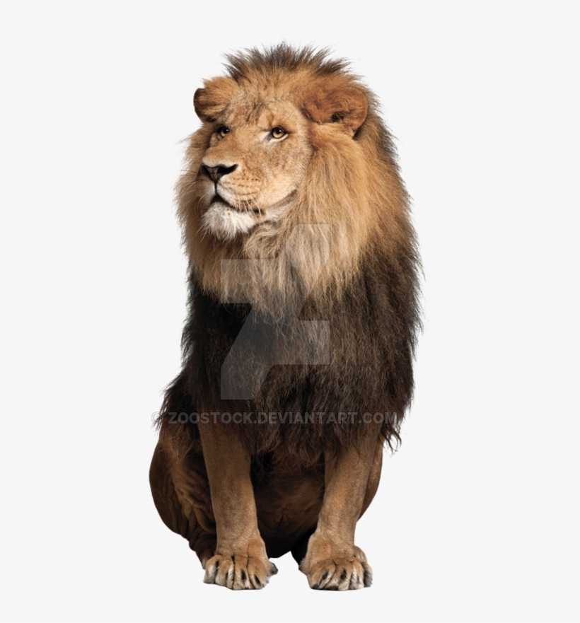 Sitting Lion Png Free Download - Lion Png Images Hd Transparent PNG ...