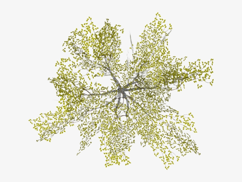 Download Plan Tree3 - Architectural Tree Png Plan - HD Transparent PNG ...