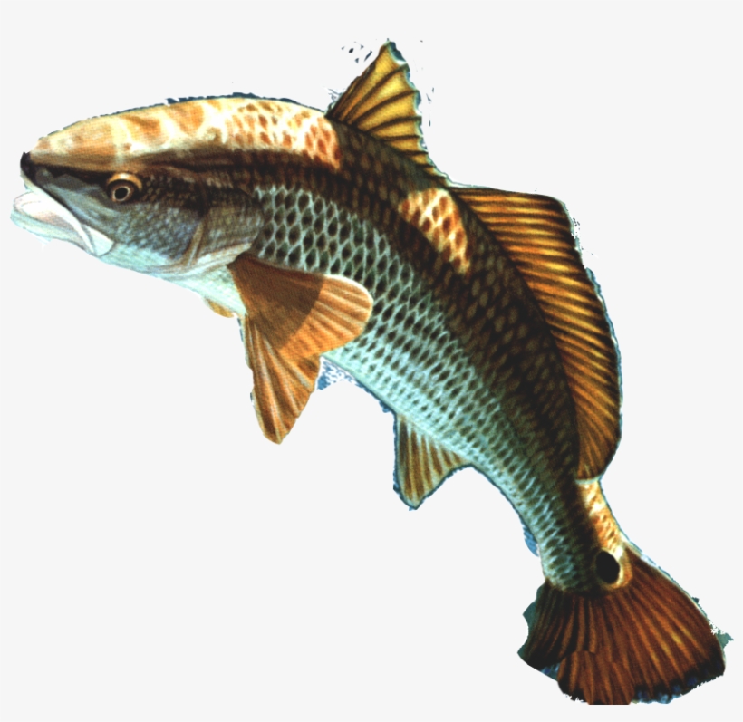 Download Download Png Image Report - Fish Head Png Transparent ...