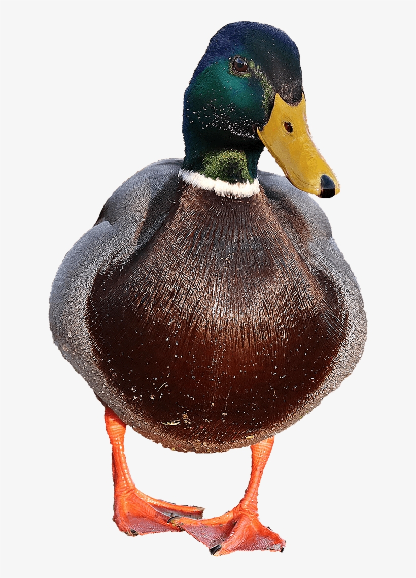 Duck Male - Duck Transparent Background Transparent PNG - 1280x1155 ...