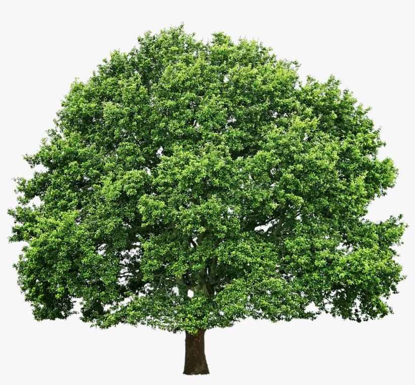 Tree Png - Tree Top View Texture Transparent PNG - 1100x929 - Free ...