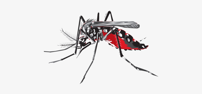 60 Kb Png - Dengue Mosquito Image Png Transparent PNG - 480x306 - Free ...