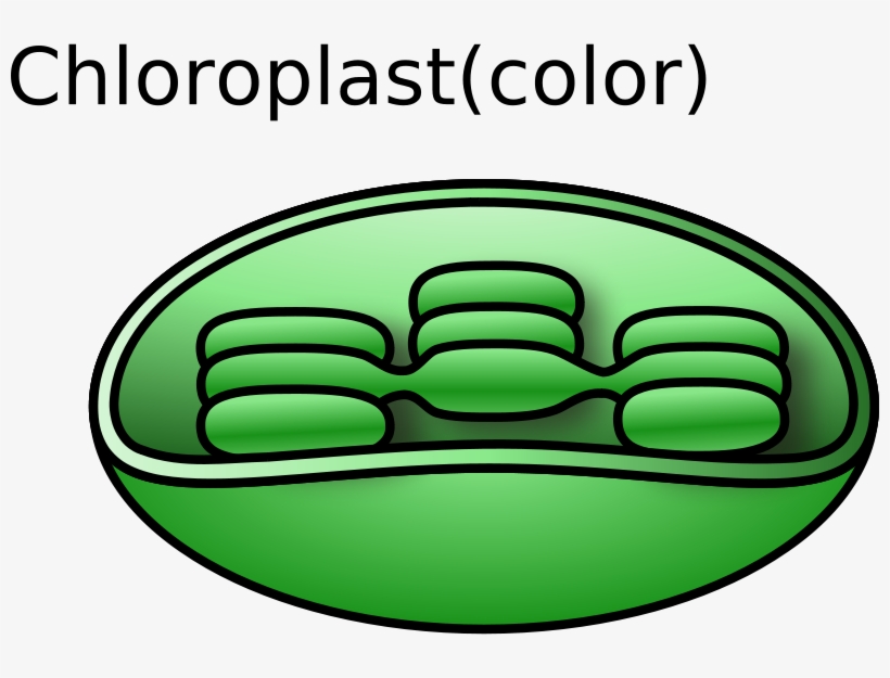 Chloroplast Png Transparent PNG - 800x545 - Free Download on NicePNG