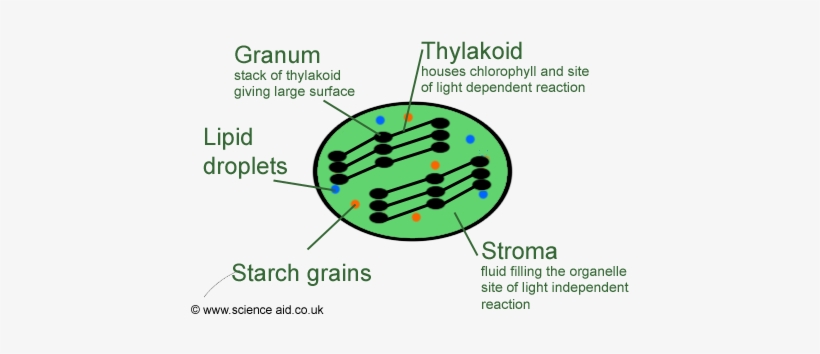 Annotated Diagram Of A Chloroplast Transparent PNG - 450x281 - Free ...