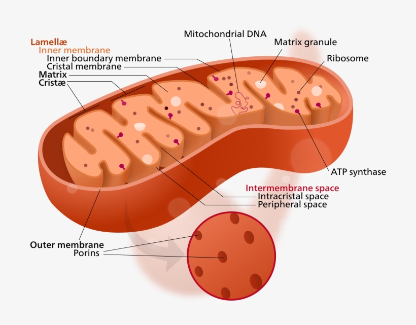 Ribosomes Clipart Flowers