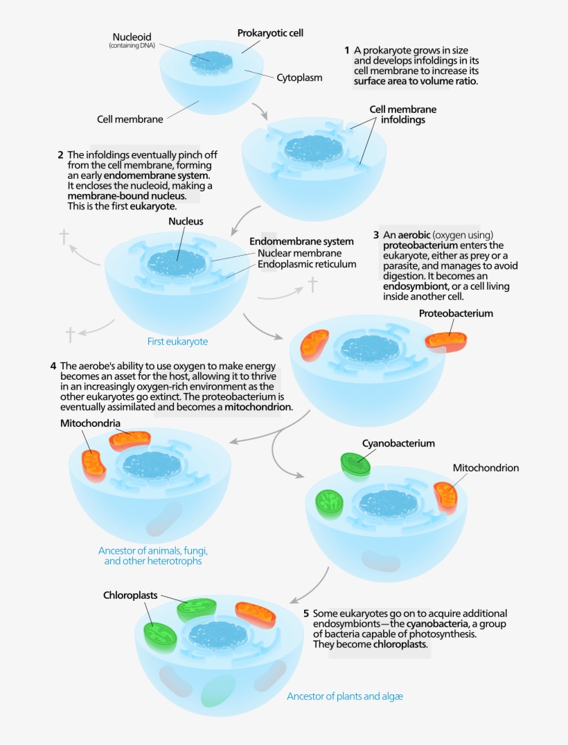 sf Fig - 2 - 4 - The - Endosymbiotic Theory Diagram Transparent PNG ...