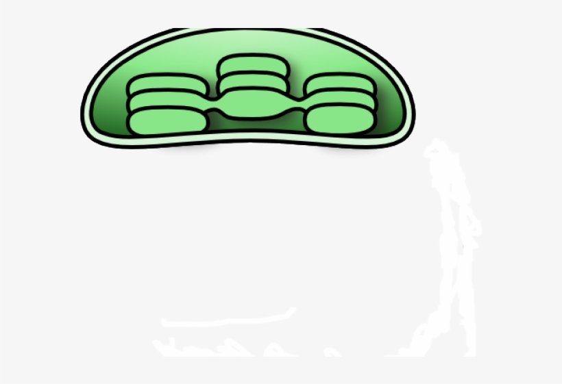 Chloroplast Cliparts - Chlorophyll And Chloroplast Transparent PNG ...