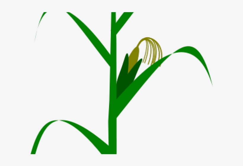 Corn Plant Cliparts - Milpa De Maiz Vector Transparent PNG - 640x480 ...
