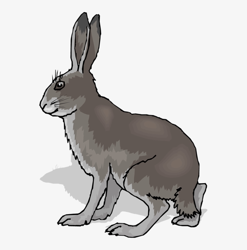 Hare Clipart Grassland Animal - Coney Animal Transparent PNG - 559x750 ...