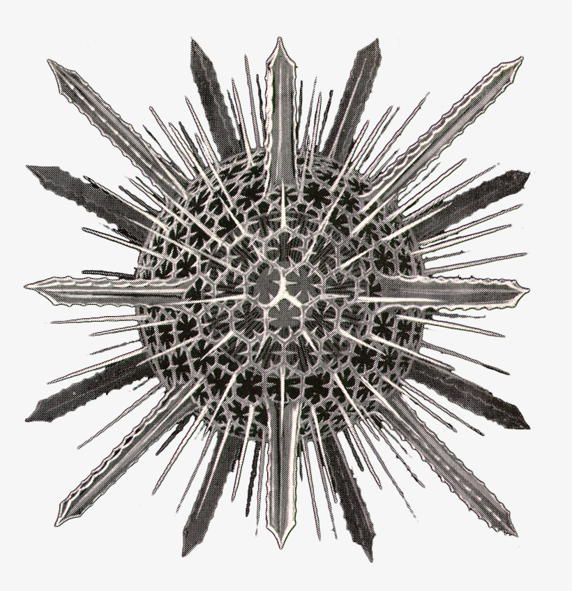 Ontogenie Plankton Spumellaria Earrings-a Spiky Radiolarian-marine ...