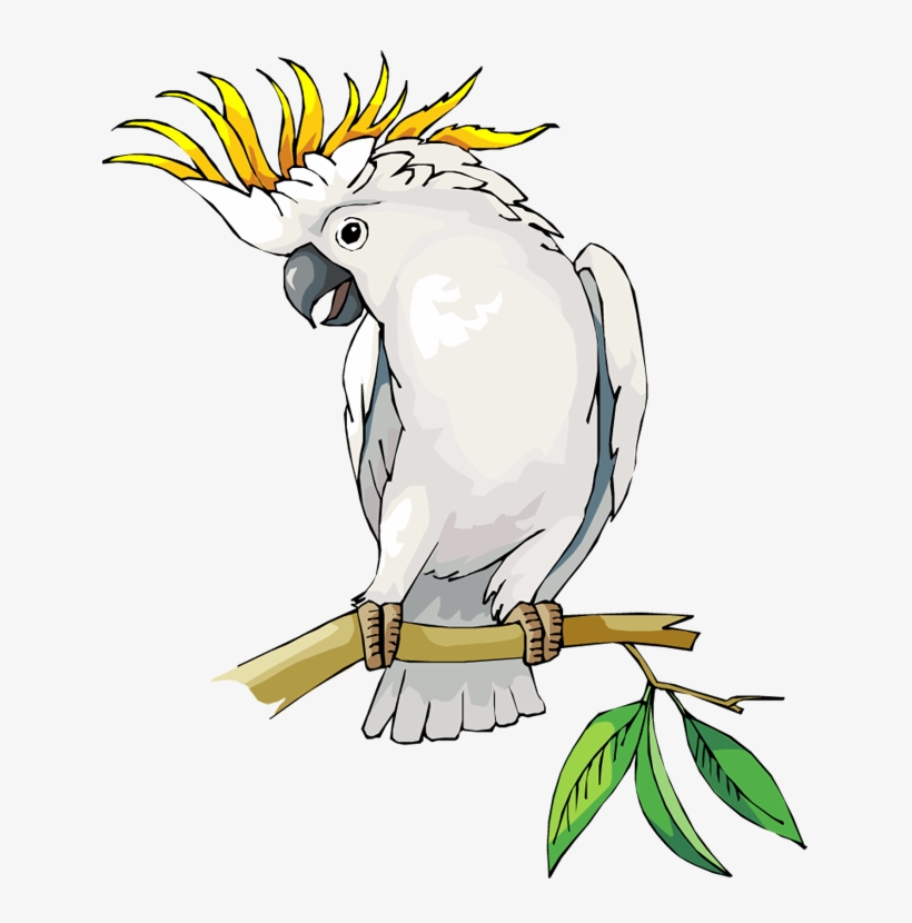 Cockatoo - Cockatoo Bird Clip Art Transparent PNG - 636x750 - Free ...