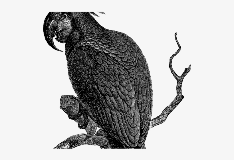 Cockatoo Clipart Transparent - Cockatoo Transparent PNG - 640x480 ...