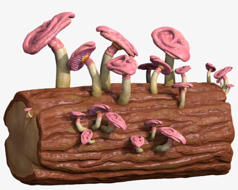 Judas' Ear Transparent PNG - 1000x1000 - Free Download on NicePNG