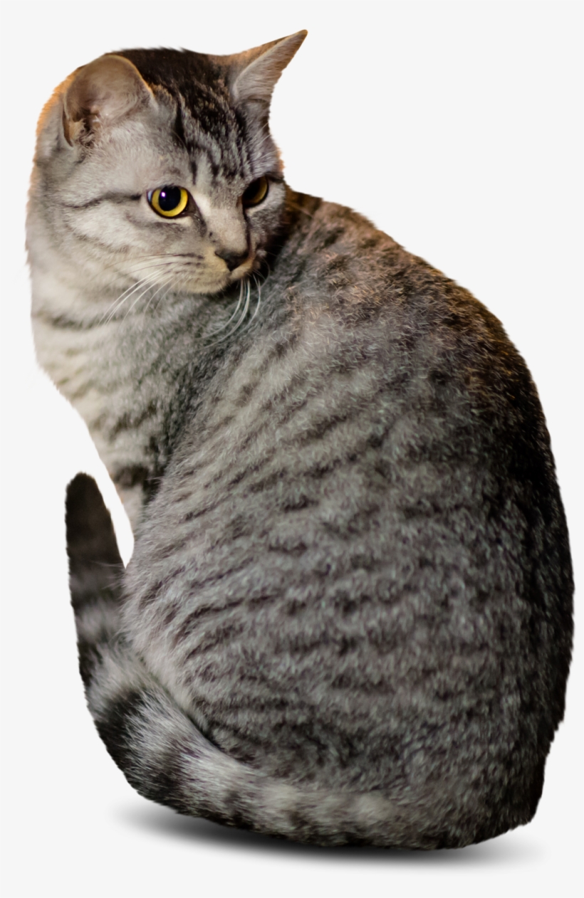 Cut Out Cat Sitting - Cat Photoshop Cutout Transparent PNG - 1290x1600 ...