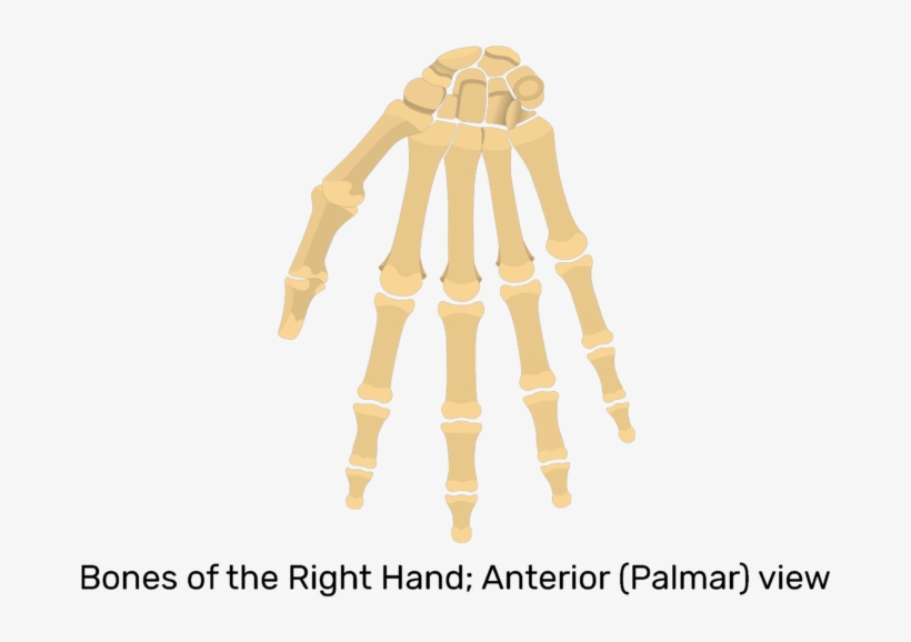 Palmar View Of Hand And Wrist Bones - Bones Of The Wrist And Hand ...