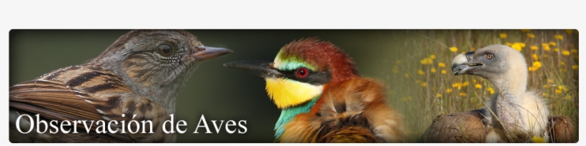 Birdwatching Transparent PNG - 960x200 - Free Download on NicePNG