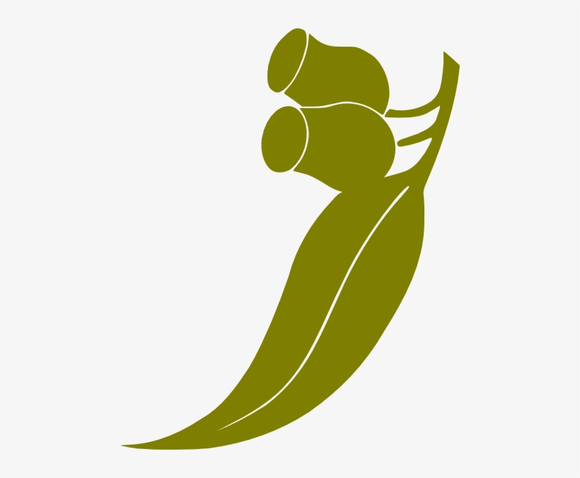 Eucalyptus Leaf Clipart Png Transparent PNG - 480x596 - Free Download ...