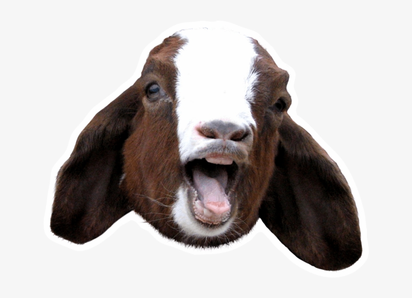 Goat Scream - - Sound Goat Transparent PNG - 700x550 - Free Download on ...